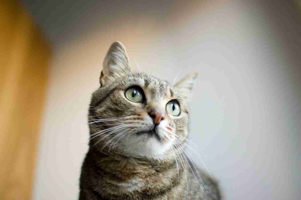 How To Understand The Body Language Of Our Cat